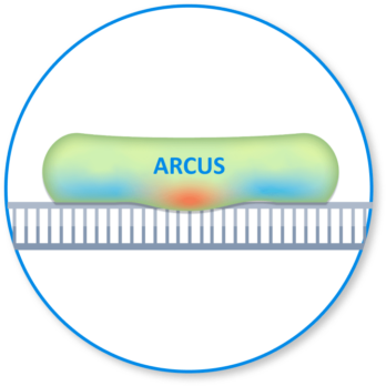 ARCUS Genome Editing - Precision BioSciences